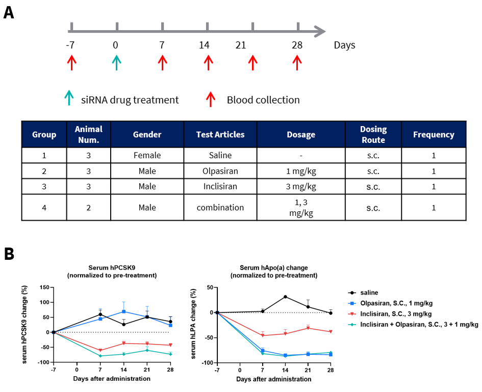 Accelerating Dual-Target Small Nucleic Acid Therapeutics with Humanized ...